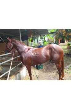 Caballos – PTY Caballos