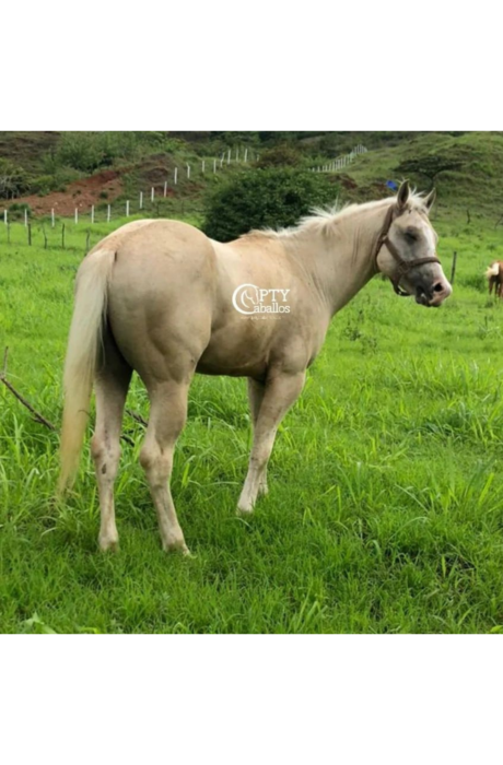 Caballos – PTY Caballos