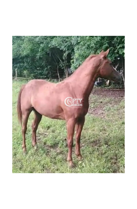 Caballos – PTY Caballos