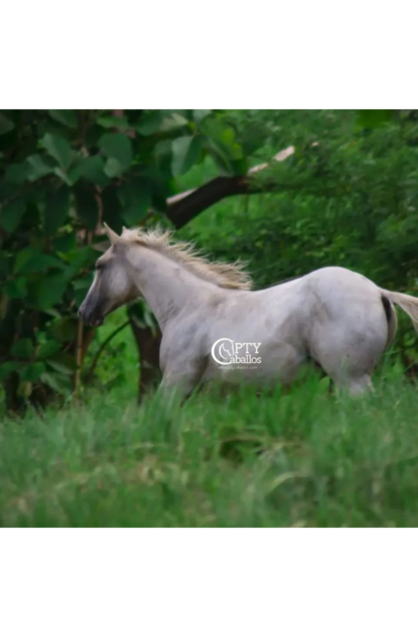 Caballos – PTY Caballos