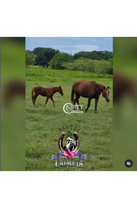 Caballos – Página 5 – PTY Caballos
