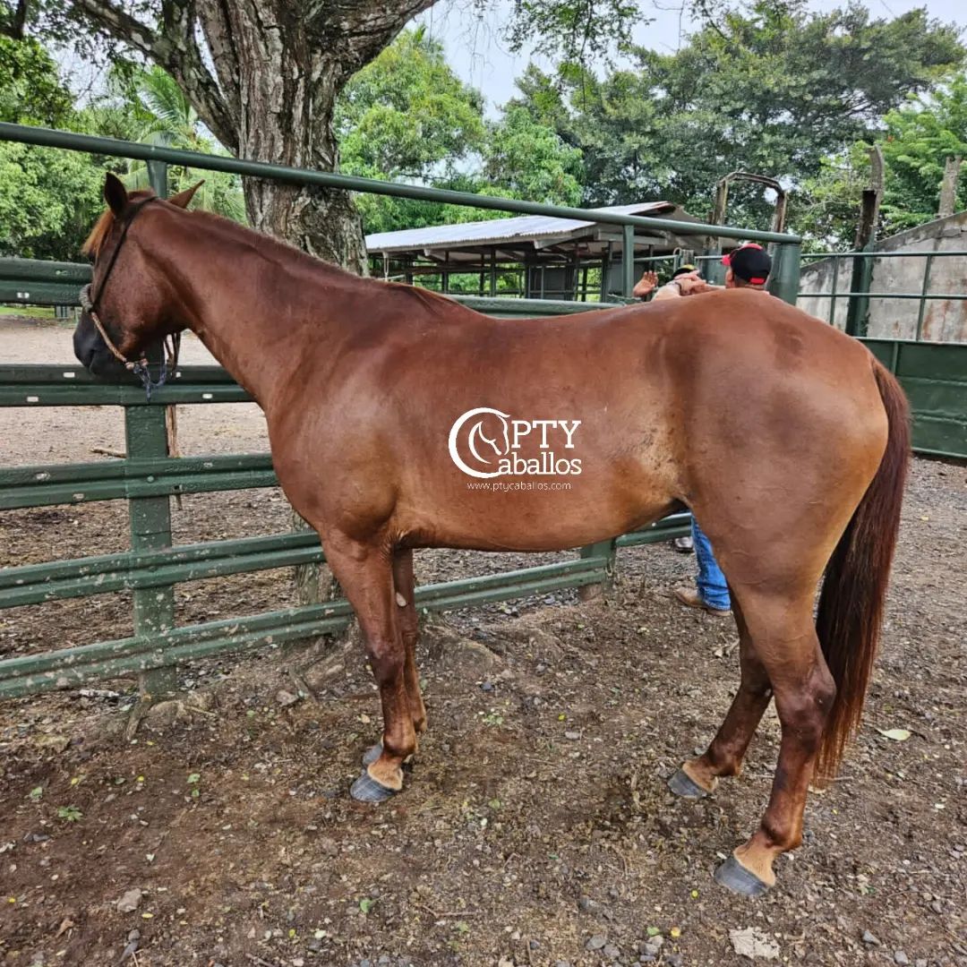 QUEEN BON – PTY Caballos