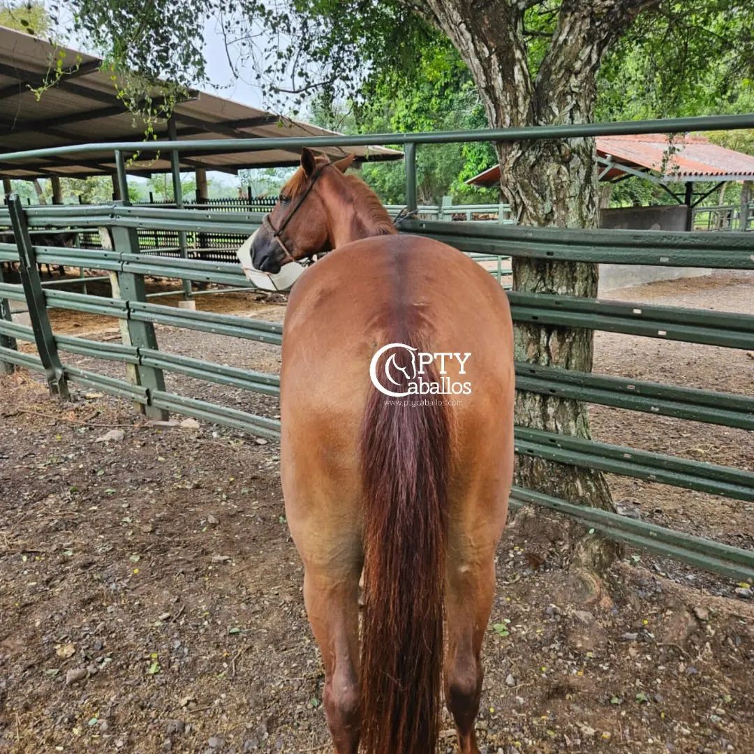 QUEEN BON – PTY Caballos