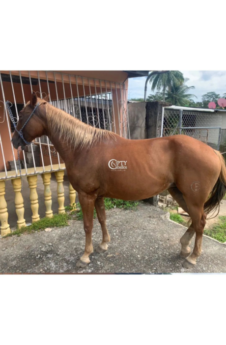 Caballos – PTY Caballos