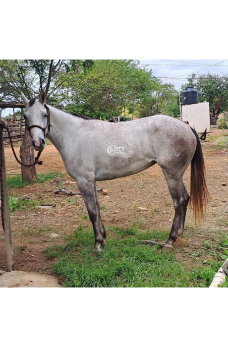 Caballos – PTY Caballos