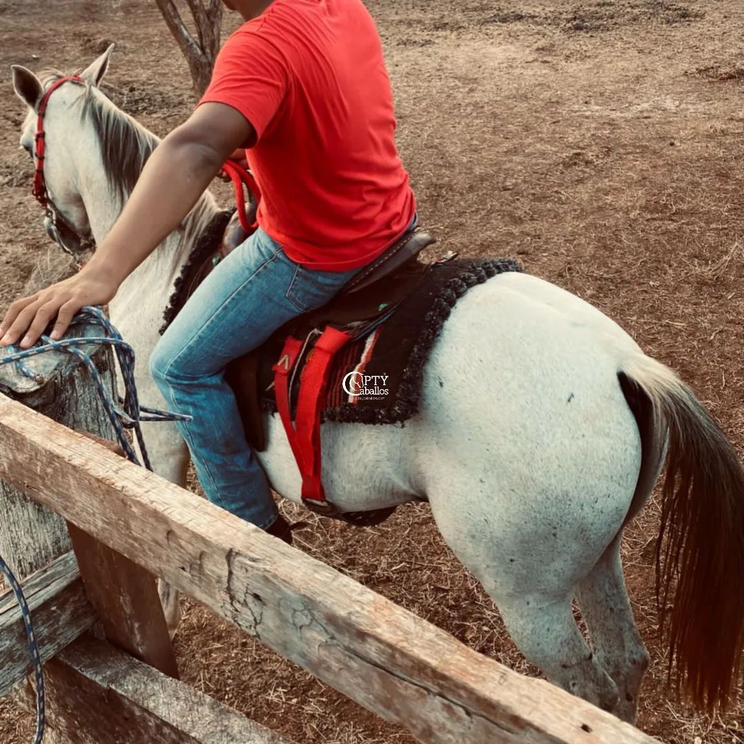 SULTAN – PTY Caballos