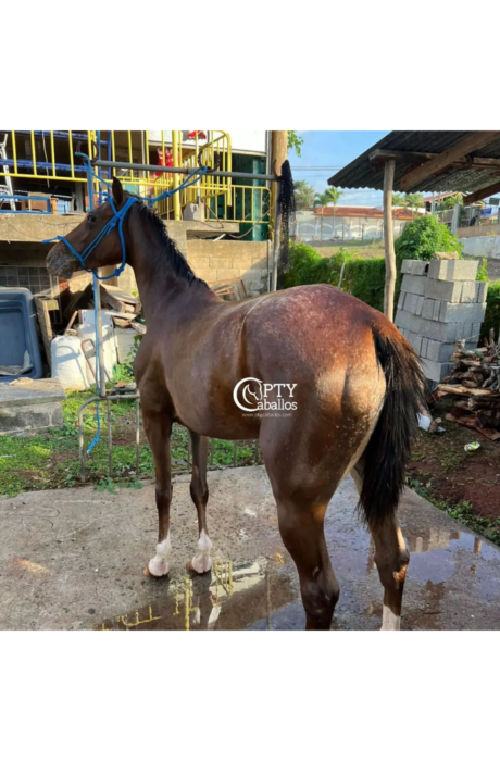 Caballos – PTY Caballos